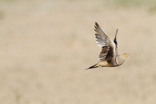 This Bird's Ingenious Survival Skill Could Inspire…