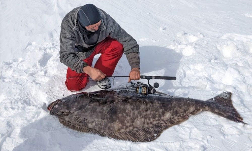 112-pound halibut caught through the ice in a unique…