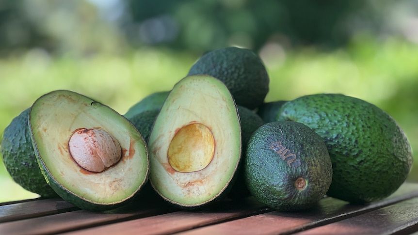 Why Hass avocados are more popular than the Shepard…