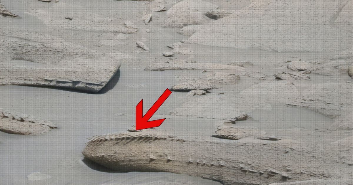 NASA finds dragon bone-like structure on Mars with…