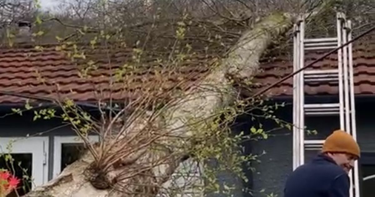 Tree crashes onto second home months after neighbour…