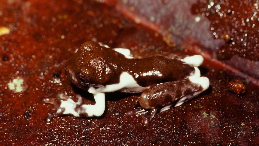 'Bird poo' frog among five new species classified in…