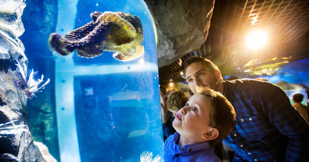Exploris NI to bring pop-up aquarium to CastleCourt…
