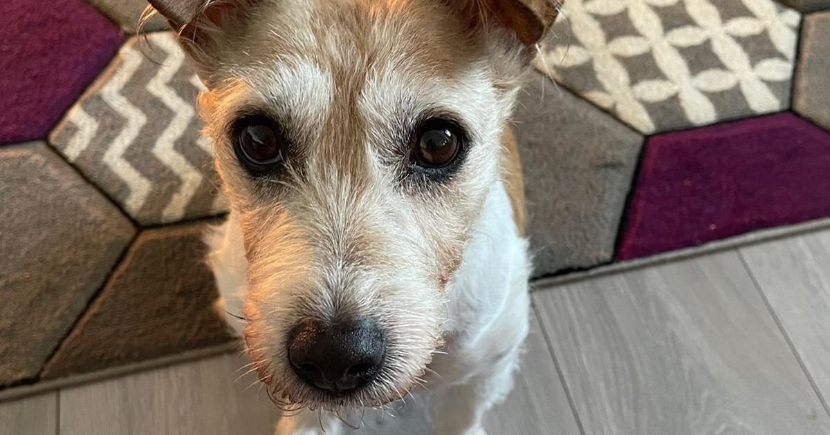 Northumberland woman distraught after beloved dog…