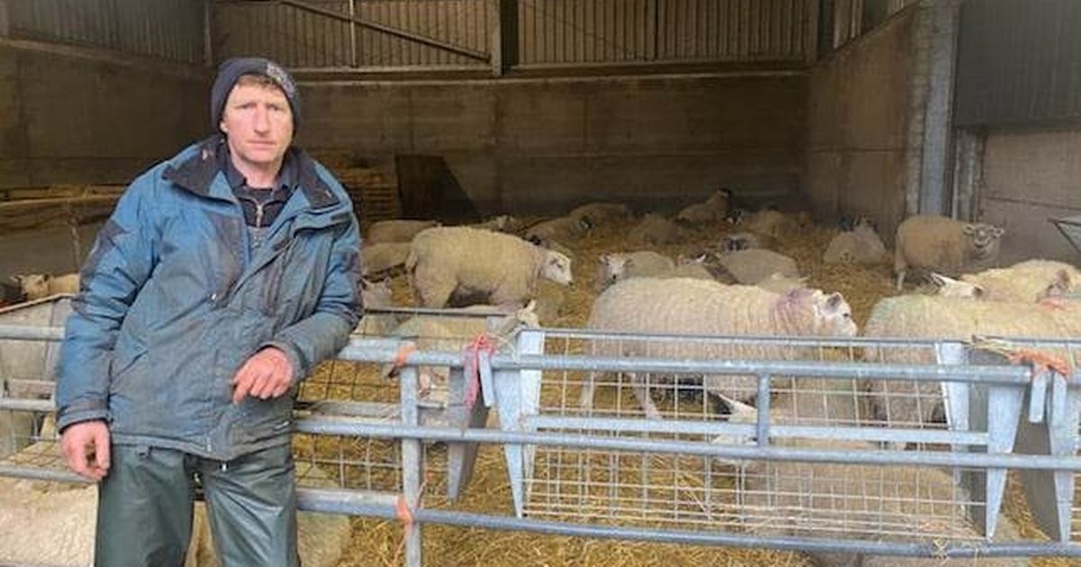 Sheep death toll at Kinross-shire farm devastated by…