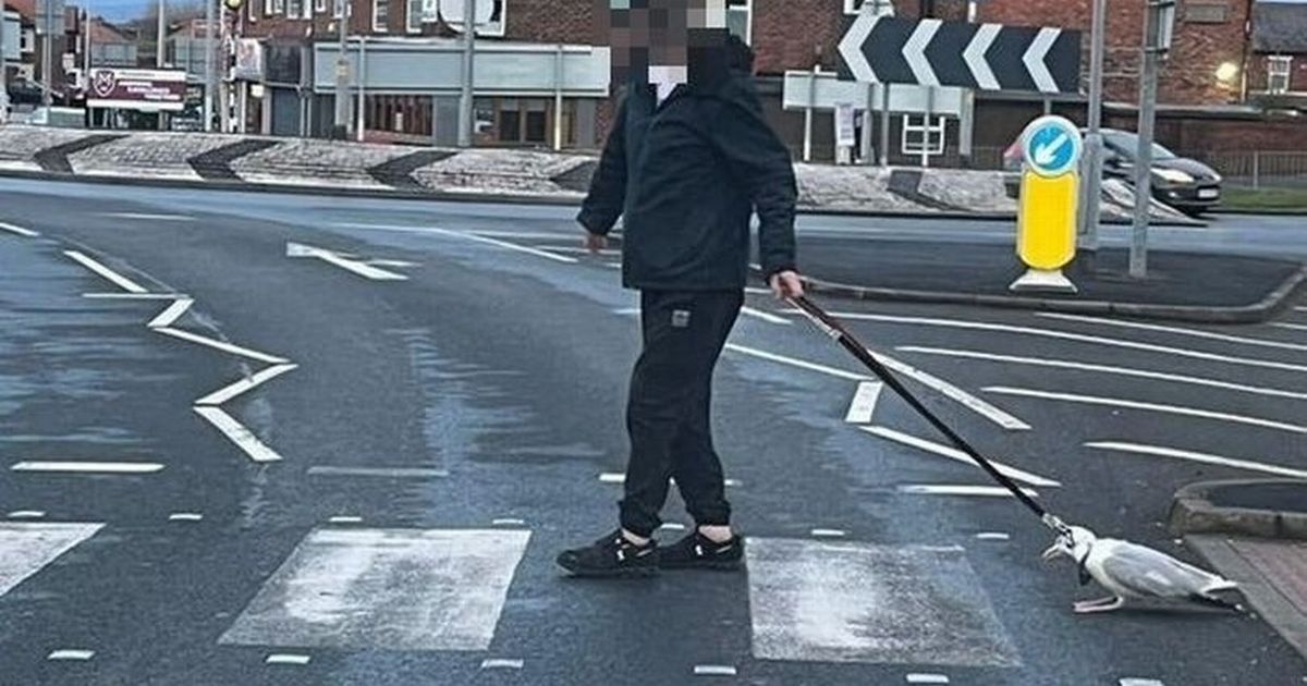 Seagull has to be put down after shocking video showed…