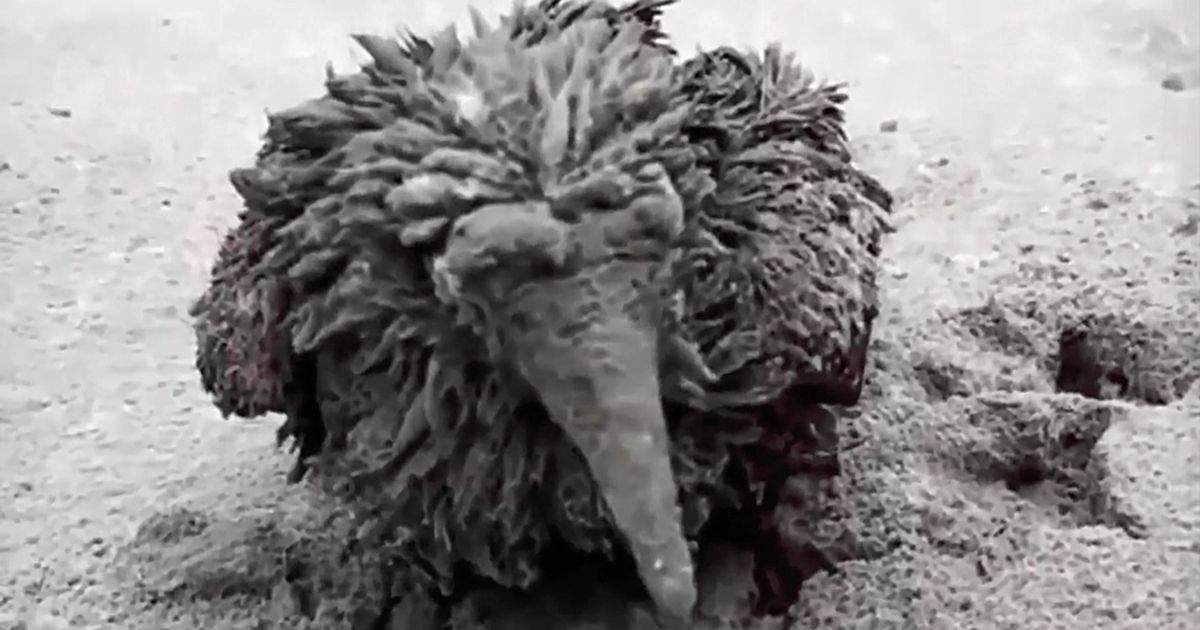 Russian volcano eruption horror as chilling footage…