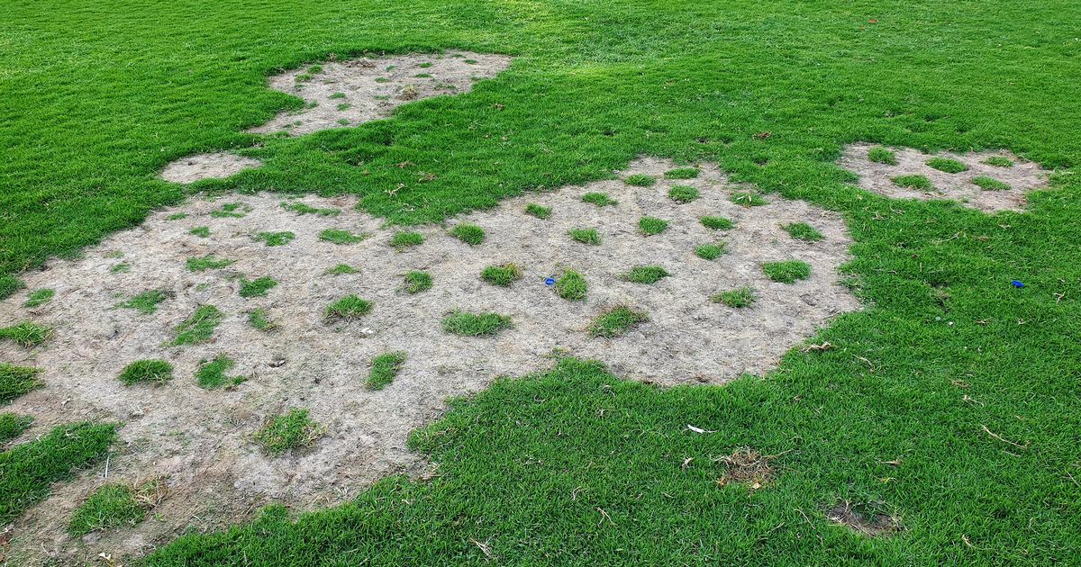 Garden experts hail nifty trick to transform patchy…