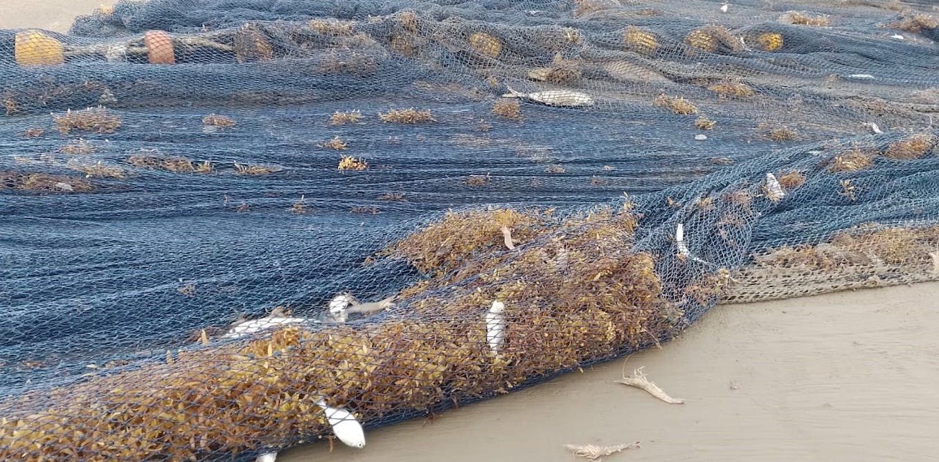 Ghana's fishing industry has a 'golden seaweed'…