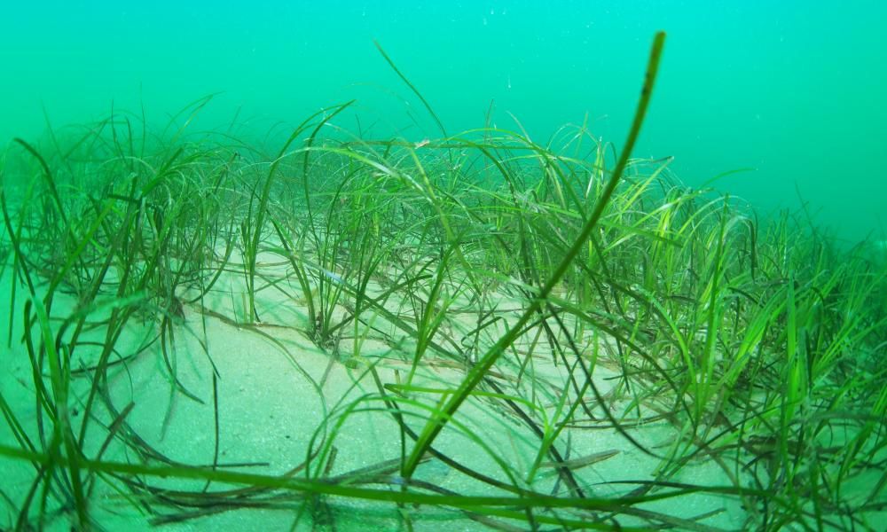 One of UK’s largest seagrass beds discovered off…