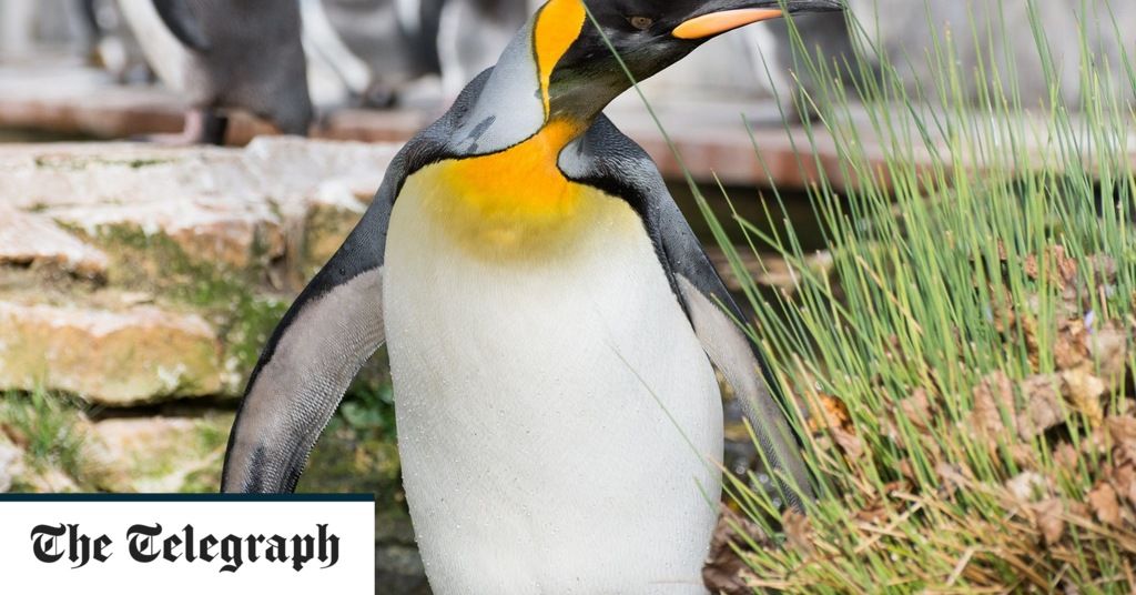 Celebrity king penguin reaches final of world’s most…