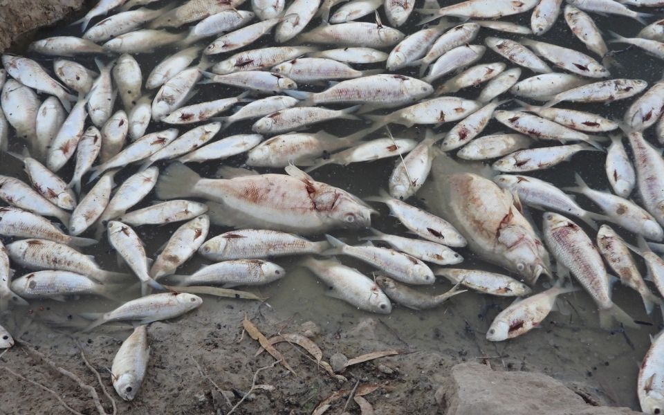 Darling-Baaka River fish kill treated as ‘pollution…
