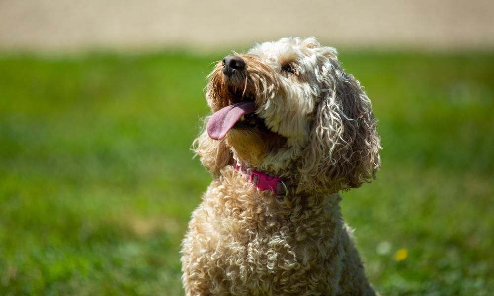 TV tonight: the cockapoo who hates her owner’s new…