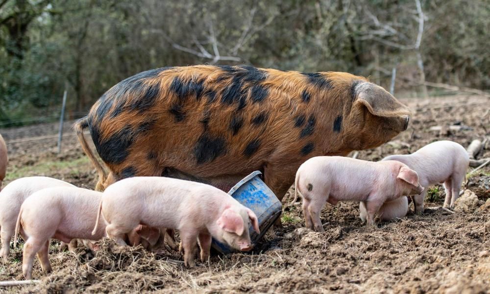 Britain’s classic pig breeds in danger as pork…