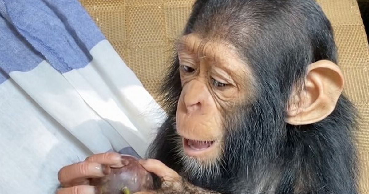 Adorable baby chimp goes viral for hugging carer after…