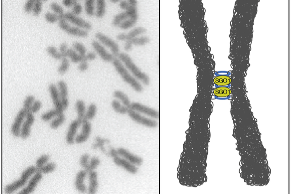 Scientists may finally have answer to how chromosomes…