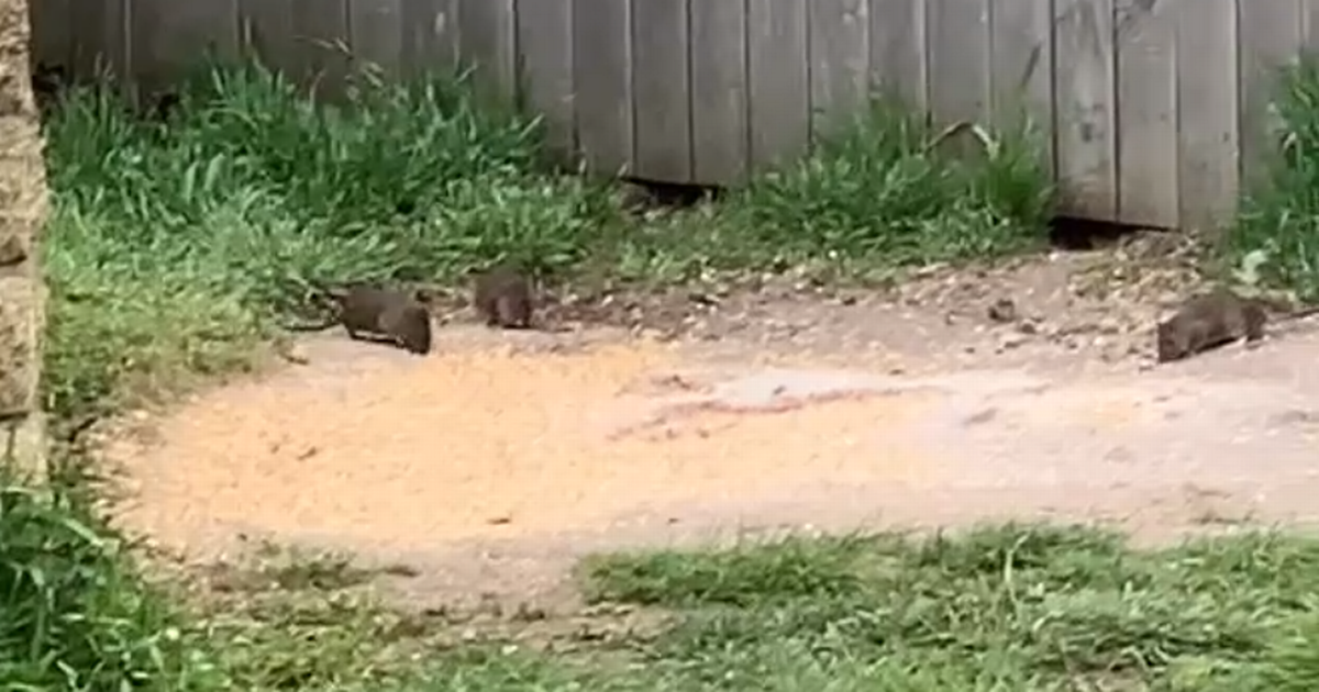 Edinburgh locals spot scurrying rats in feeding frenzy…