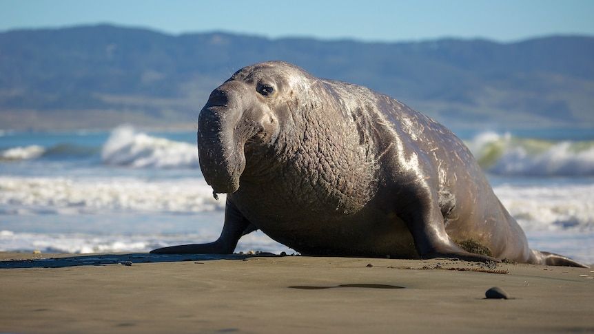 Sleeping elephant seals fall through ocean's depths,…