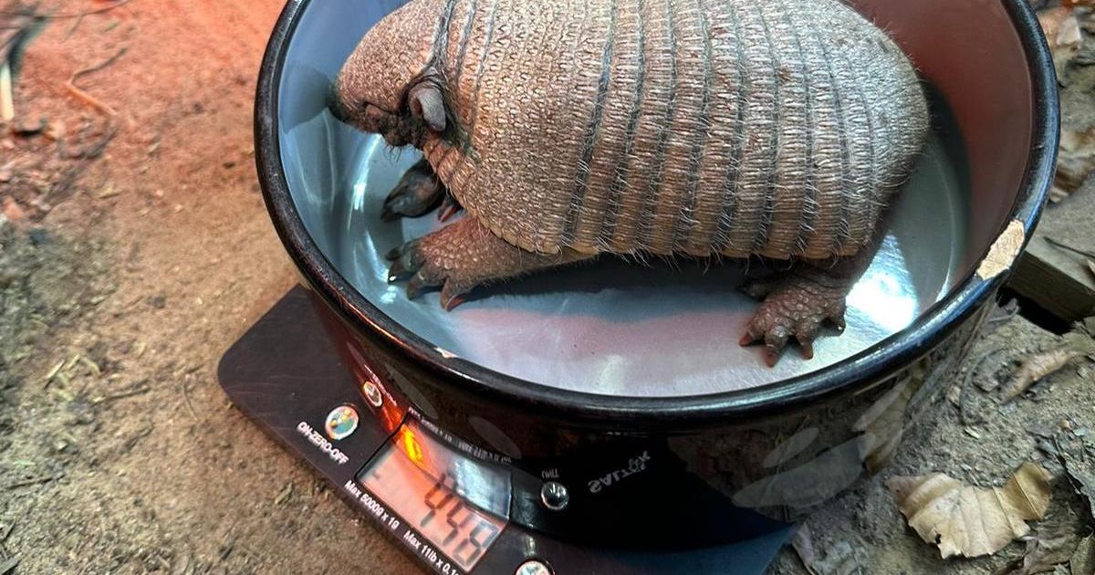 Edinburgh Zoo welcomes tiny newborn armadillo twins…