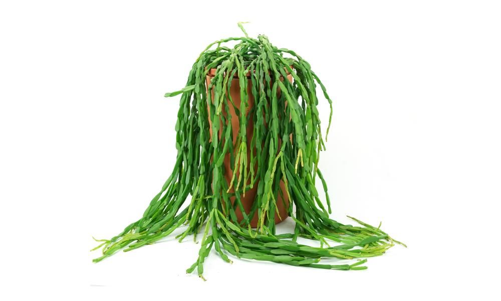 Houseplant of the week: chain cactus