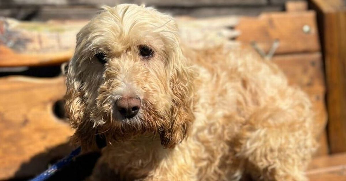 Six-year-old 'forgotten' dog overlooked at rescue…