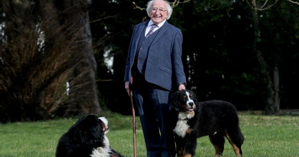 President Michael D Higgins' beloved dog Bród dies…