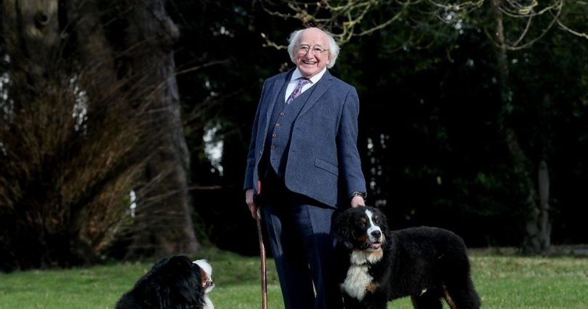 President Michael D Higgins' beloved dog Bród dies…