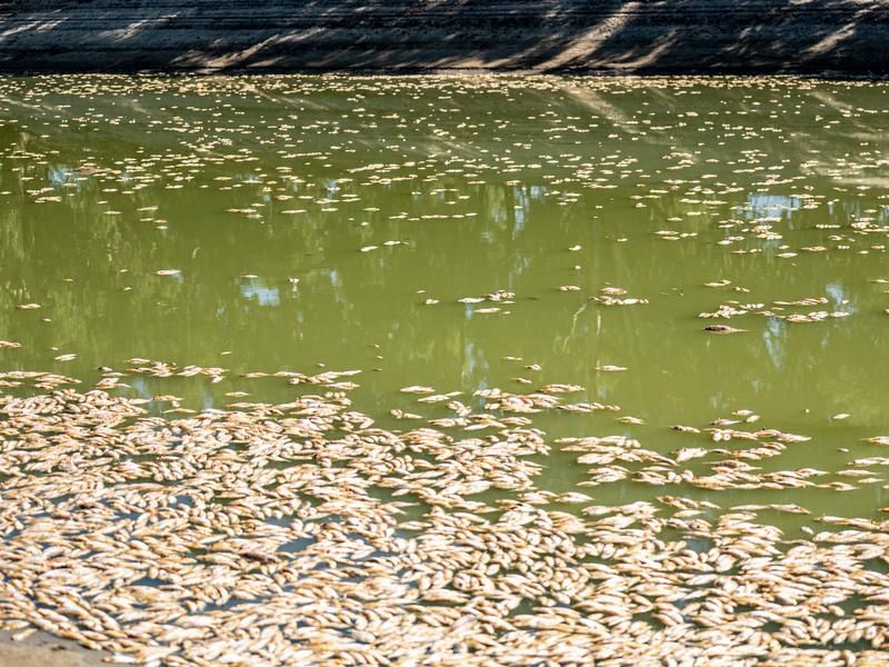 Water testing ongoing after mass NSW fish kills