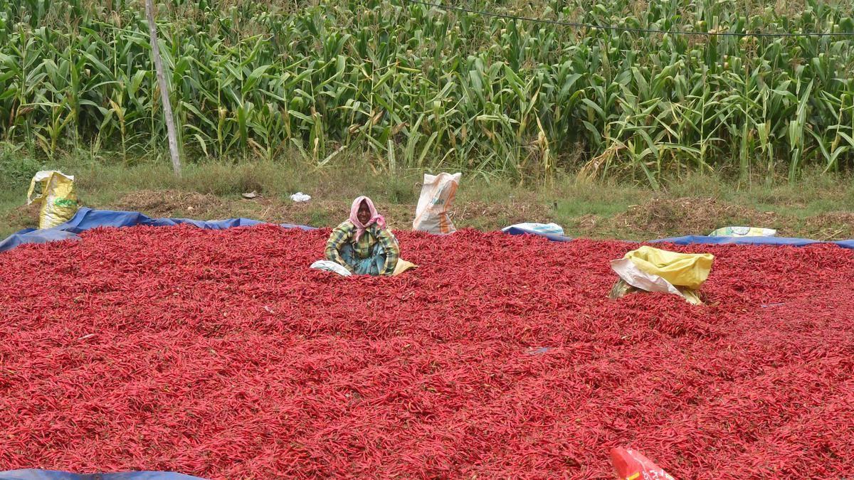 Rains damage paddy, chilli, mango and turmeric crops…