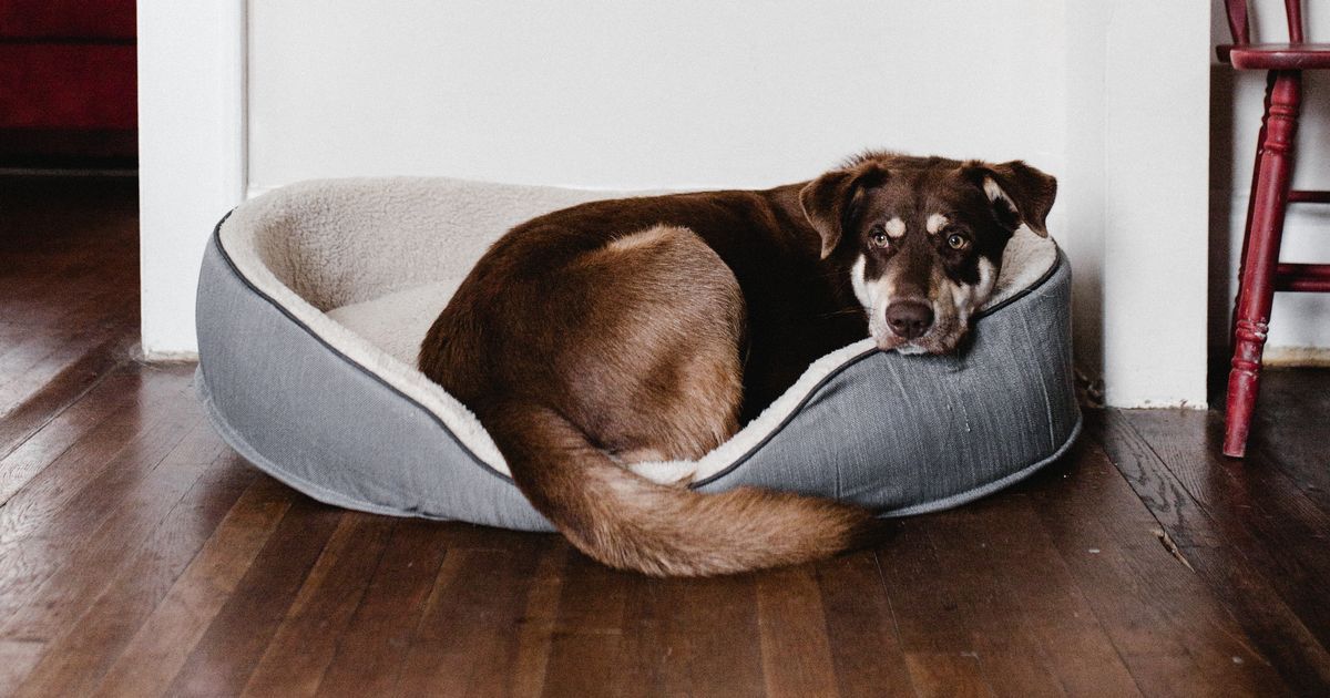 Experts identify six signs your dog is unwell