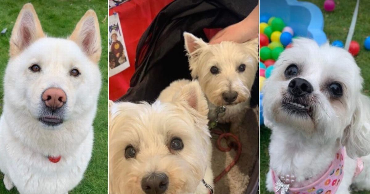 The best pictures as totally paw-some Perth ‘Barket’…