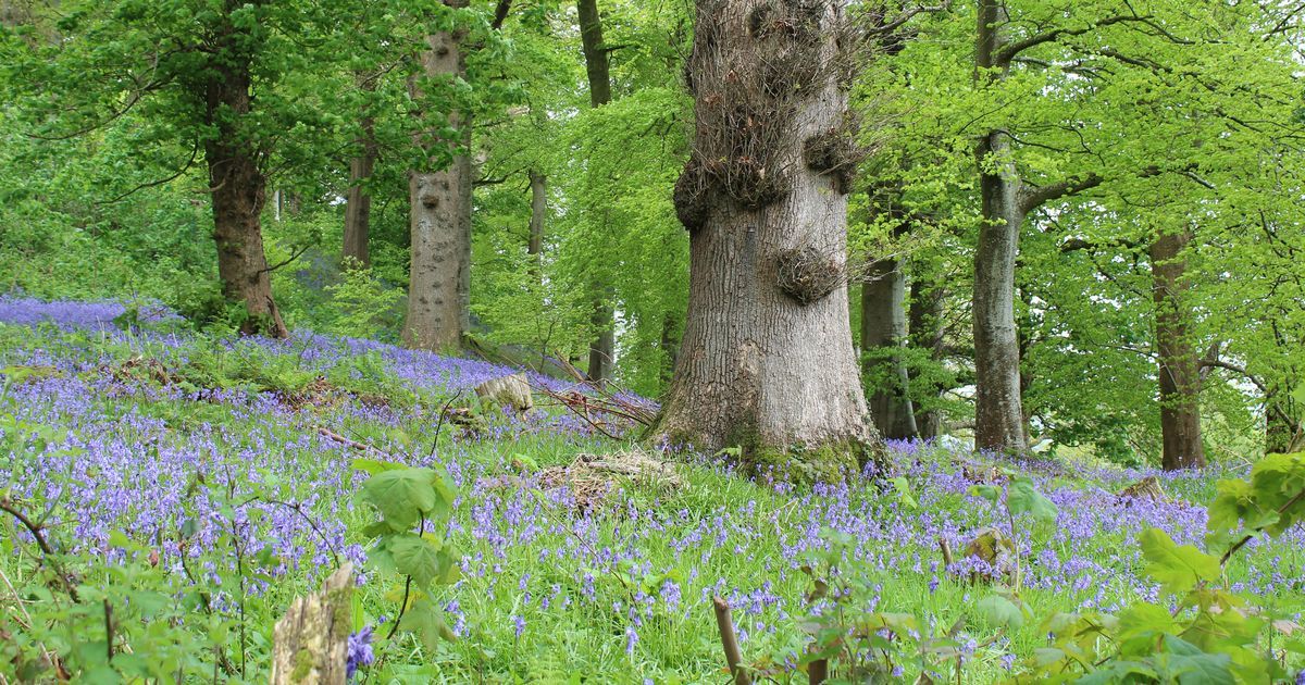 The perfect bluebell walk with deer and a castle en…