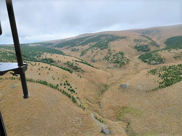 Prickly pine problem in iconic landscape