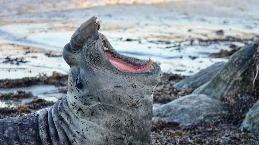 'Lost' elephant seal travels thousands of kilometres… 'Lost' elephant seal travels thousands of kilometres…