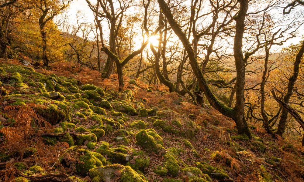 Temperate rainforests to be restored in Wales and Isle…