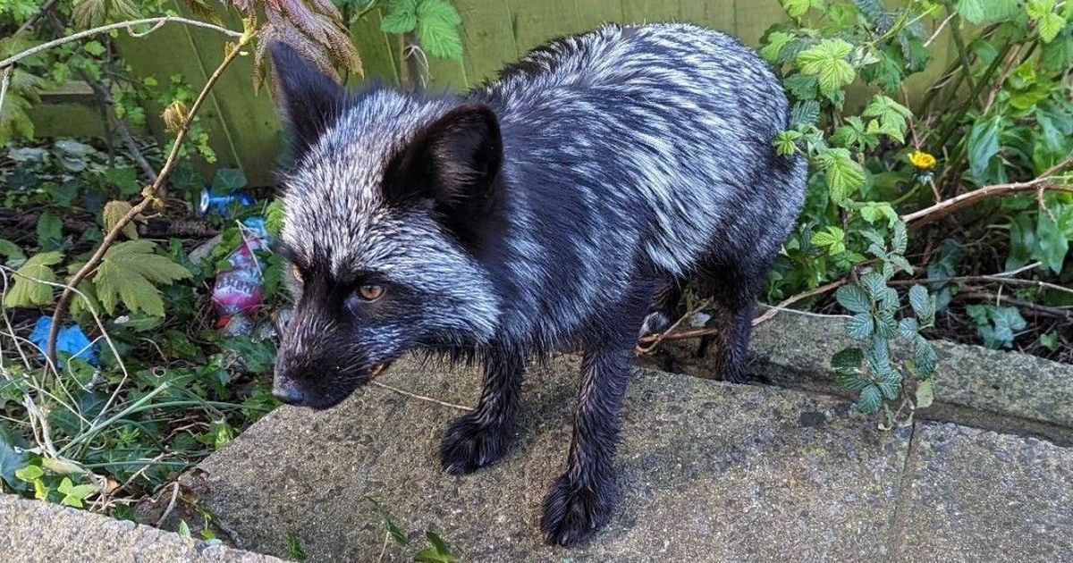 Rare wild animal finally captured after public warned…