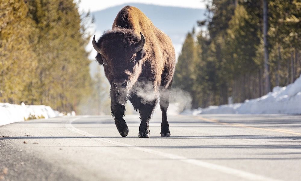 As Yellowstone opens up, bison (and people tossing) in…