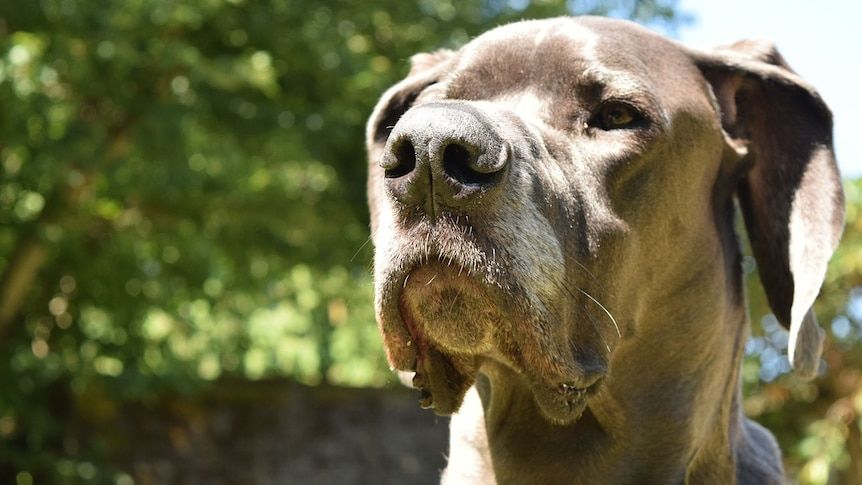 Woman suffers 'partial amputation' of arm in NT dog…