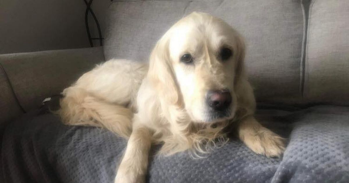 Rescue dog Cooper's 40 mile solo walk back to the home…