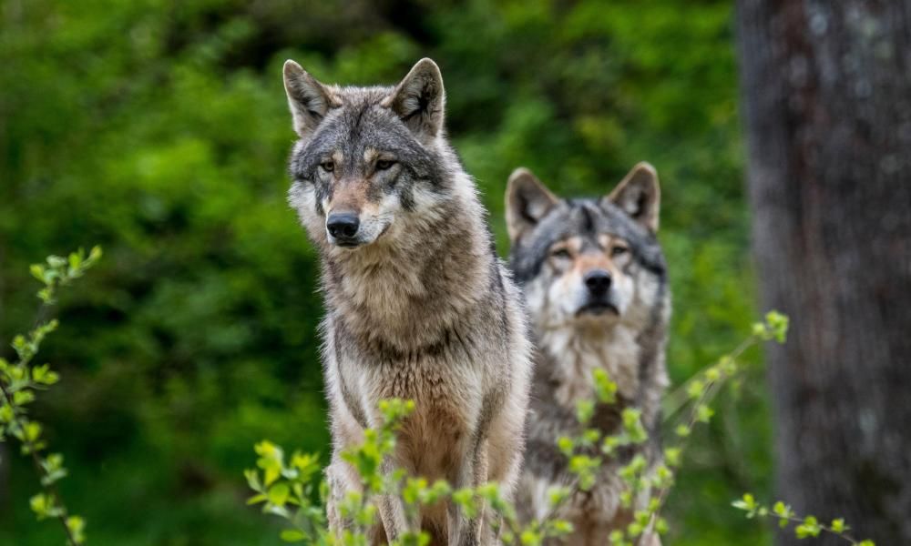 ‘The wolf does not belong here’: German summit…