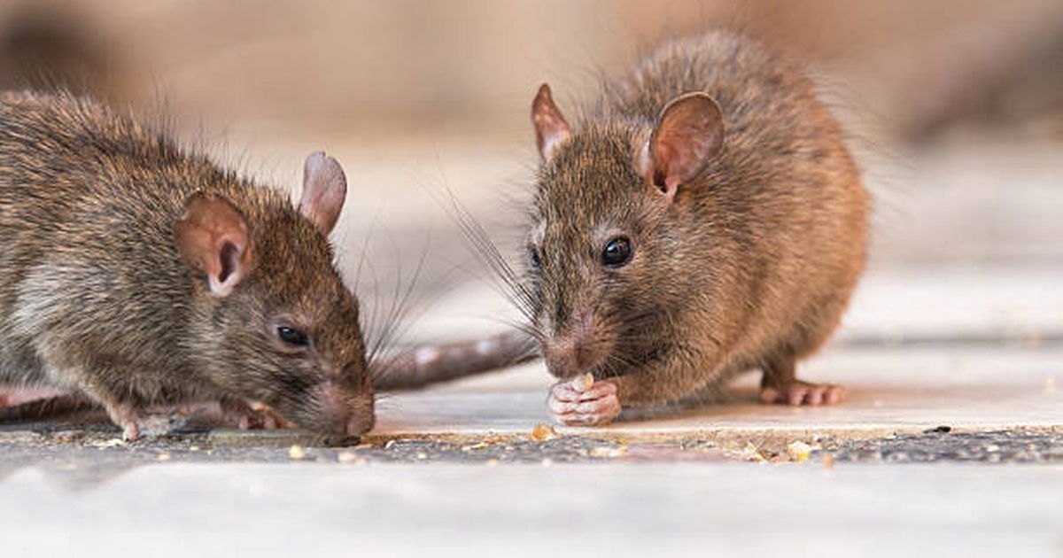 Plague of 300million obese 'super-rats' to swarm UK