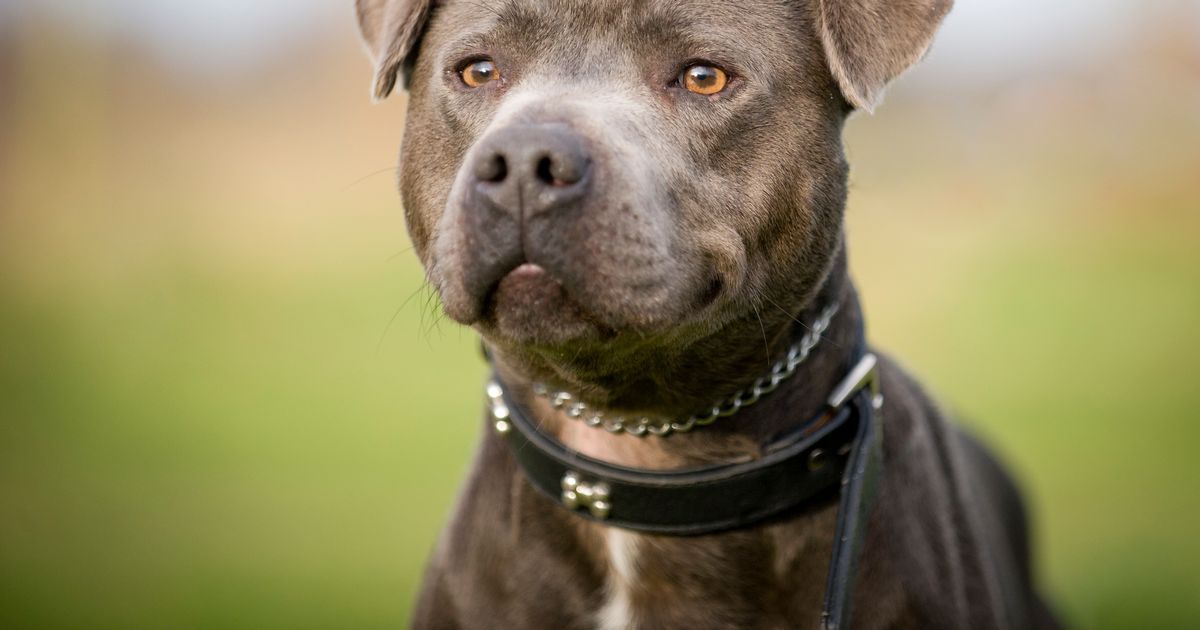 Woman filmed herself physically and verbally abusing…