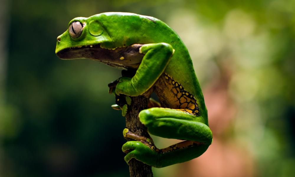 Woman completed course on frog toxin rituals weeks…