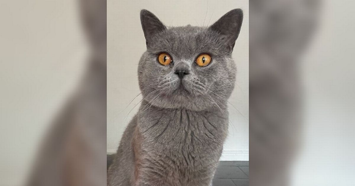 Warning after cat died from horrific injuries after…