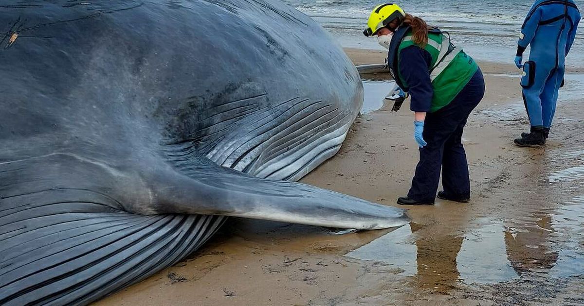 Giant 55ft whale dies after washing up on beach