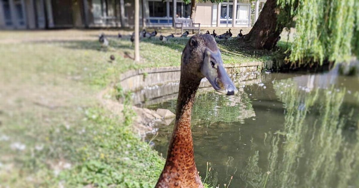 Fears for Britain's most famous duck Long Boi who has…