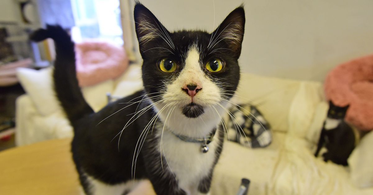 Mersey Snaps: Show us your best cat photos for the…