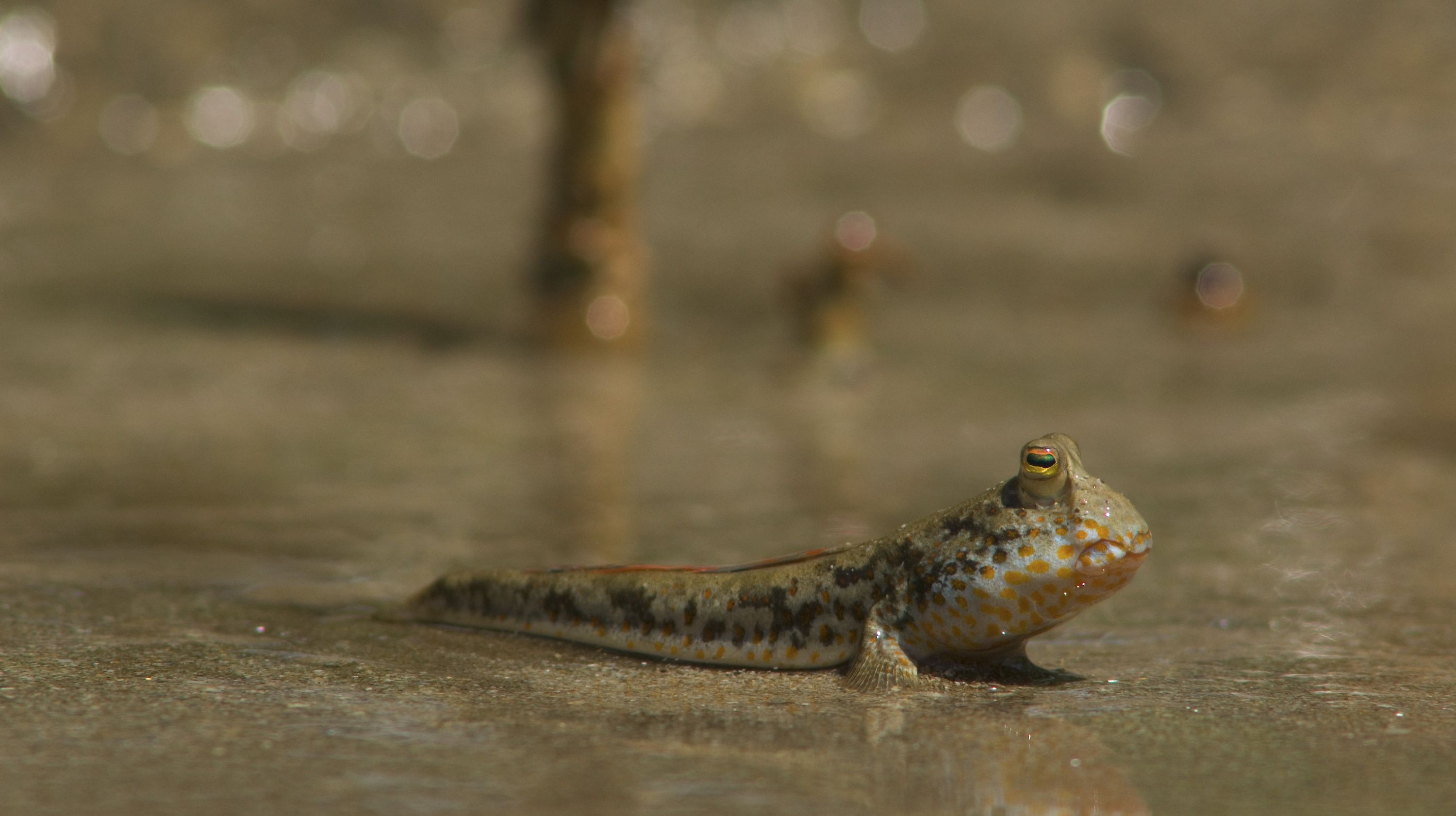 Weirdo blinking fish could hold the secrets to how our…