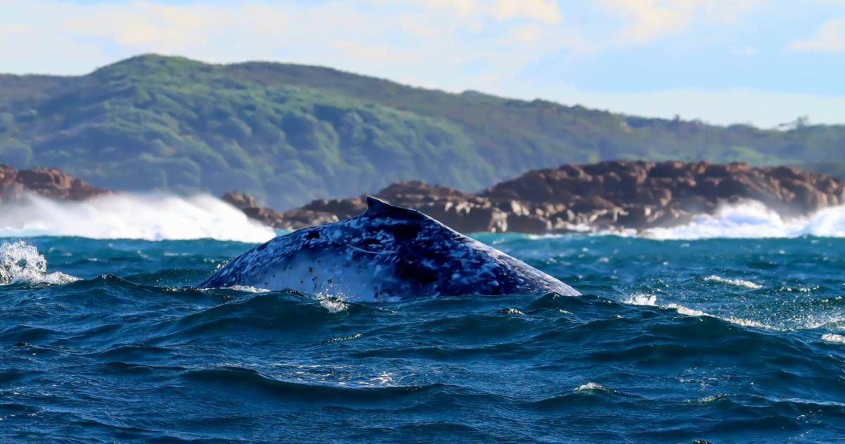 First whale of the season spotted off Port Stephens