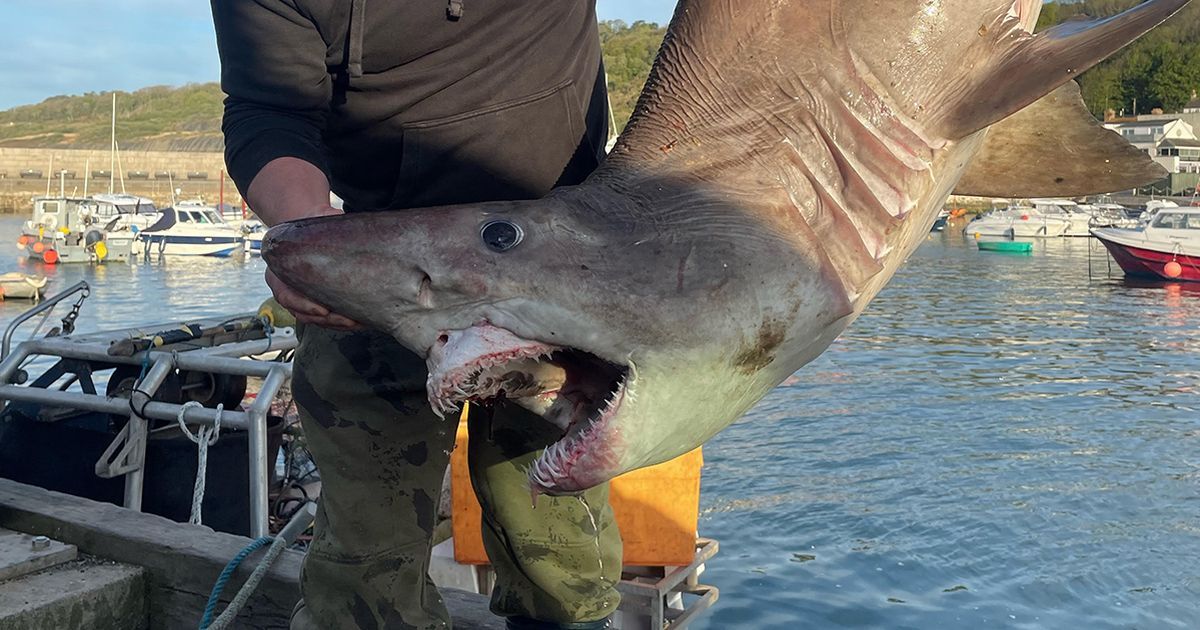Huge ten-foot shark armed with 100 razor-sharp teeth…